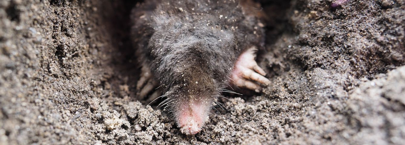 Kret - Agropak. Z miłości do roślin.